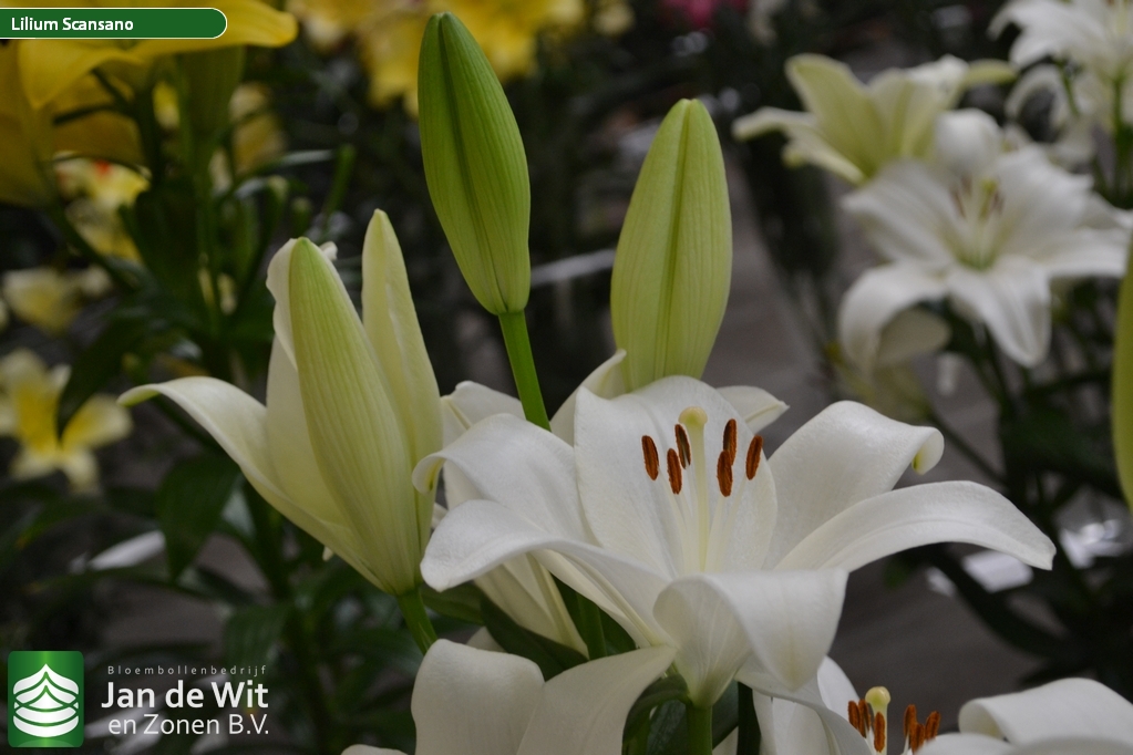 Lily show 2018 | 写真 | Jan de Wit en Zonen B.V.